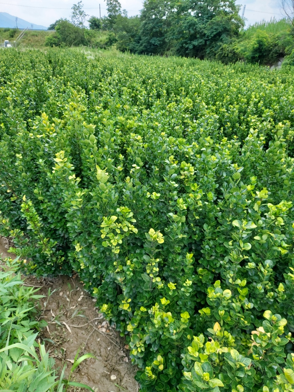 사철나무 - 산림경영지원