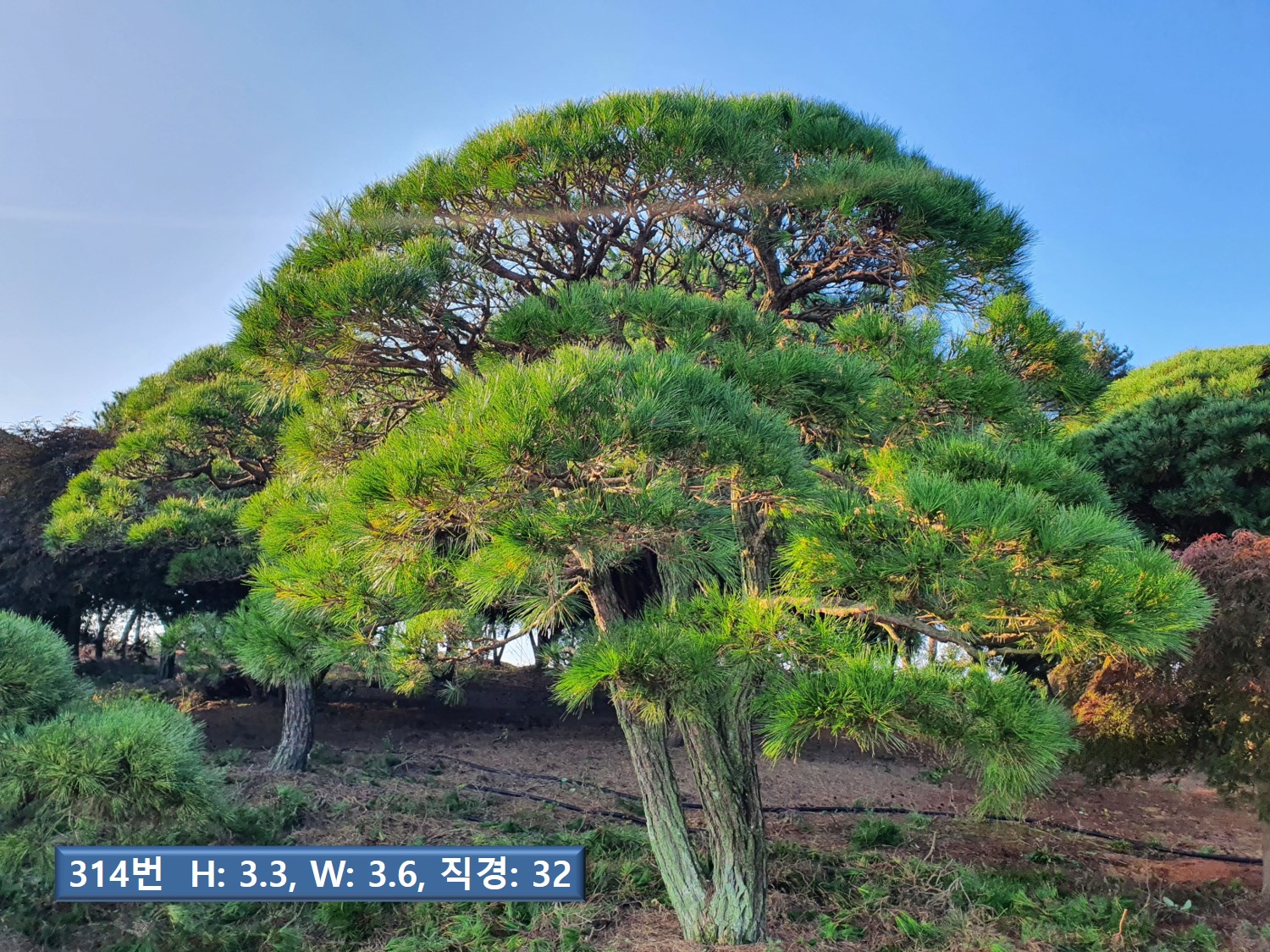 대형홍피반송소나무, 성목 조형소나무 - 산림경영지원