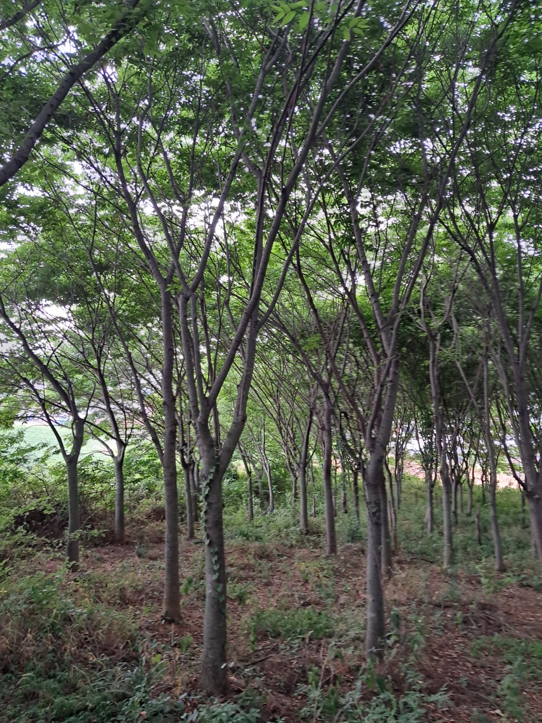 느티나무r20~r40a.b급 대한민국최저가로 모십니다.이팝나무a급r15~ - 산림경영지원