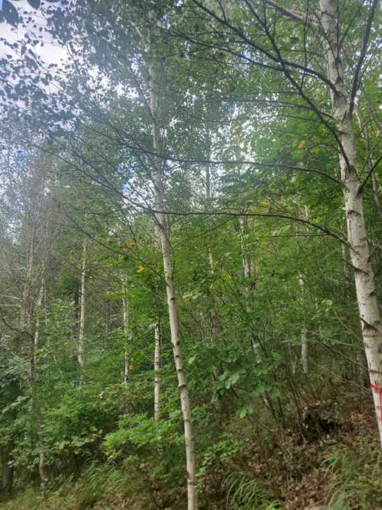 자작/소나무 준공용/잣나무 판매 - 산림경영지원