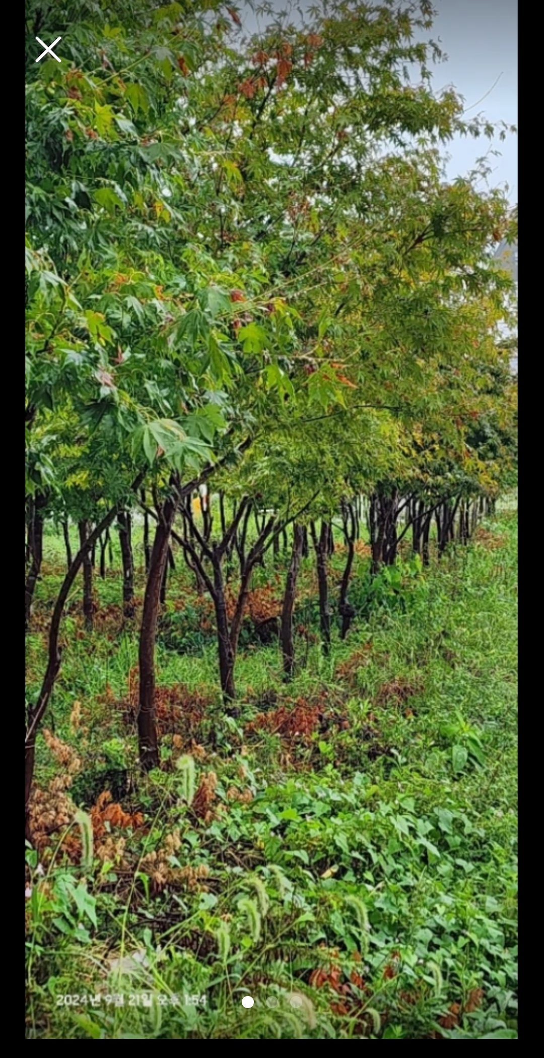 단풍나무 팝니다 R8~R10 200주, R3~R5 100주 - 산림경영지원