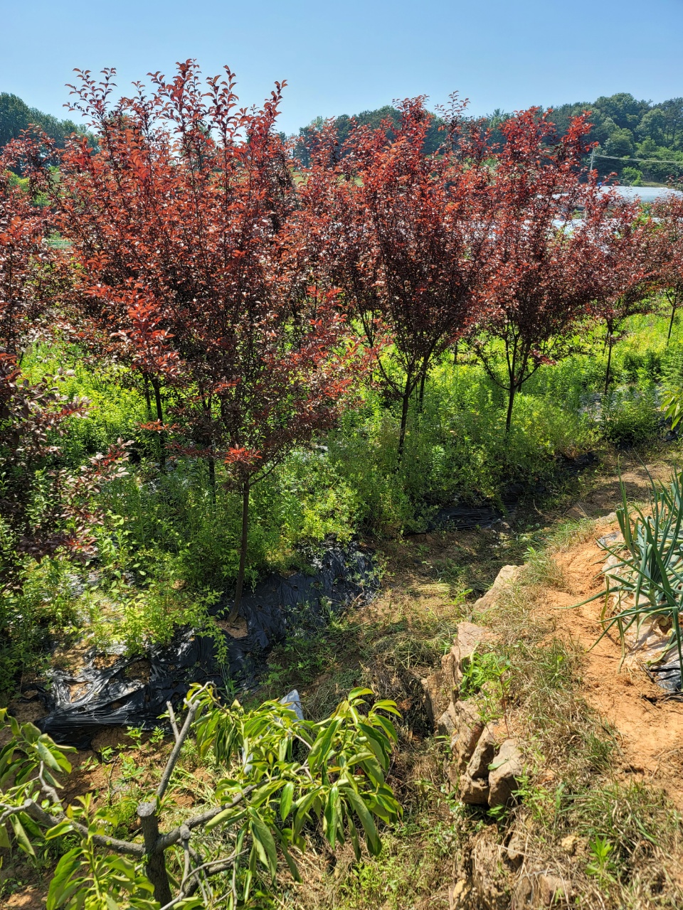 자엽자두/화살/산벚나무 판매 - 산림경영지원