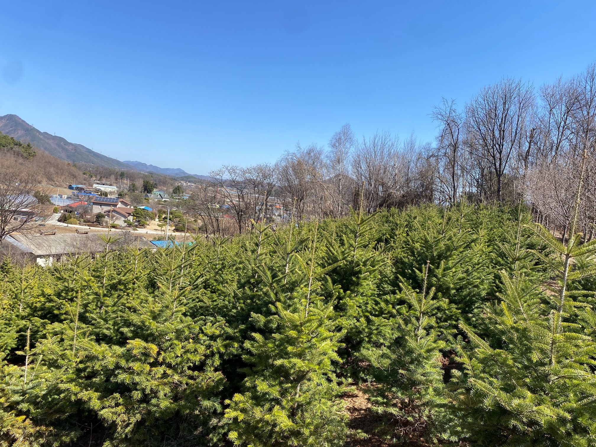 전나무/일반측백 판매 - 산림경영지원