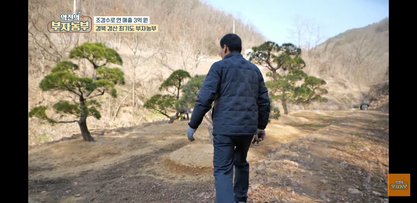 조형소나무 A급 판매 합니다.